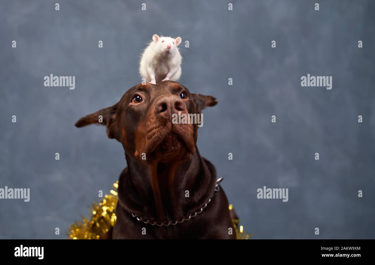 Well mannered hi-res stock photography and images - Alamy