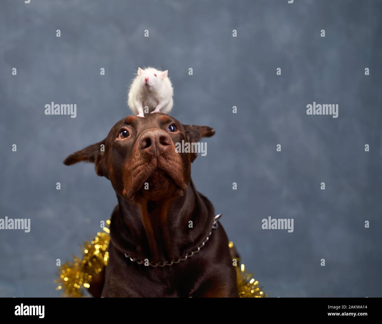 Well mannered hi-res stock photography and images - Alamy