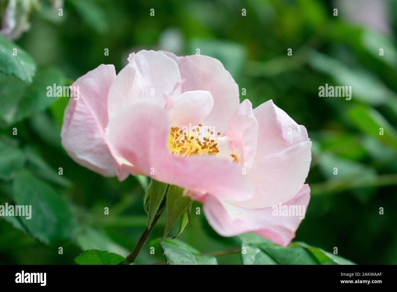 Pink rose spring hi-res stock photography and images - Alamy
