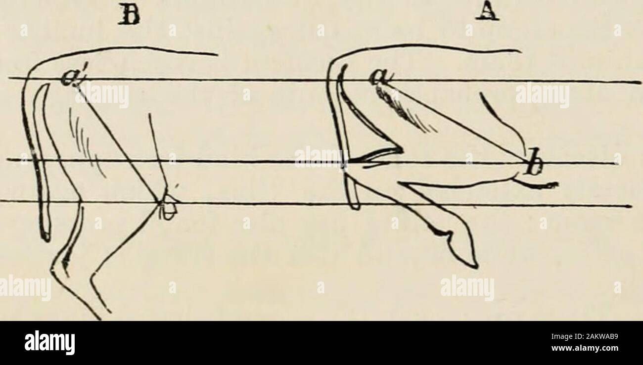 A text-book of veterinary obstetrics : including the diseases and ...