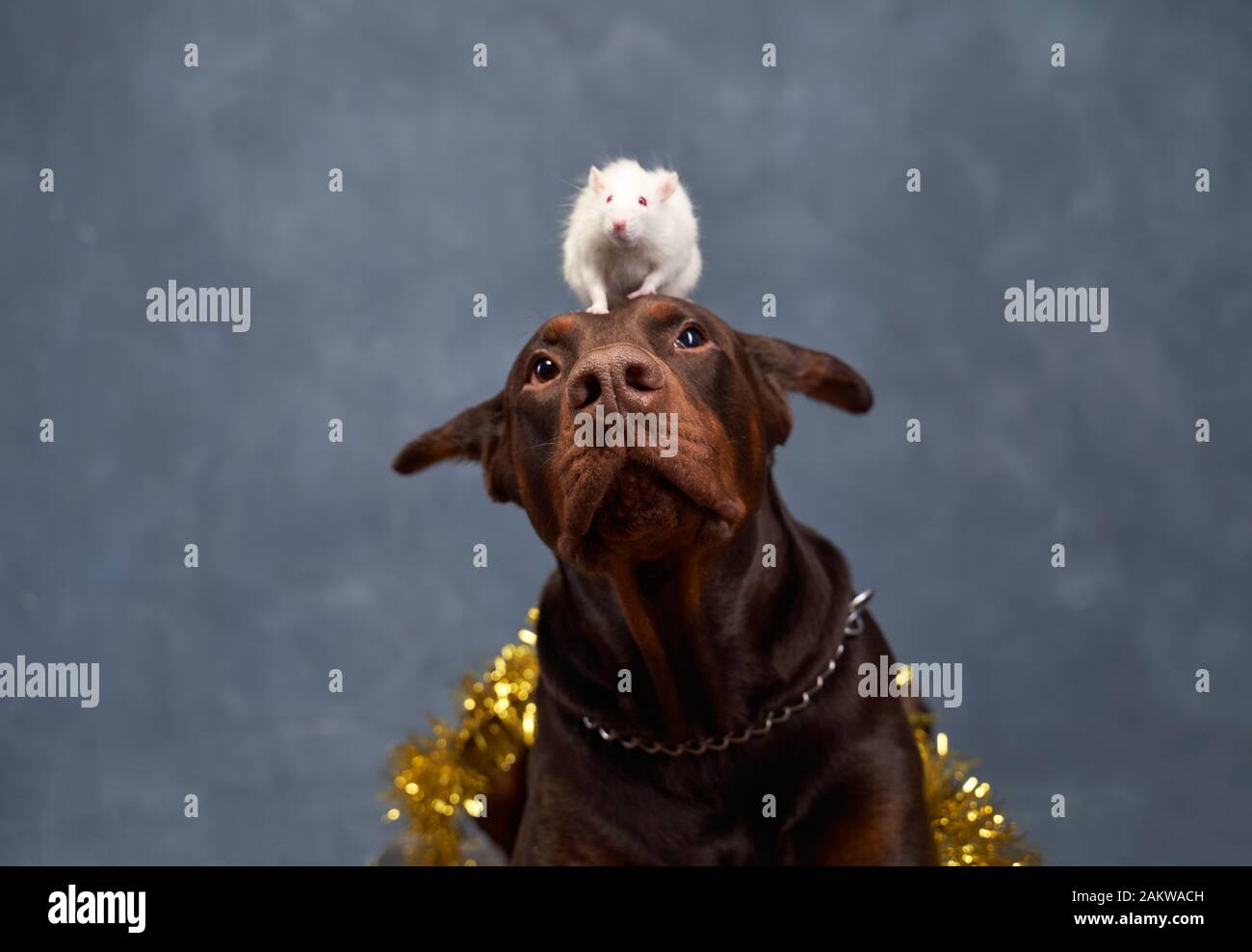 Well mannered hi-res stock photography and images - Alamy