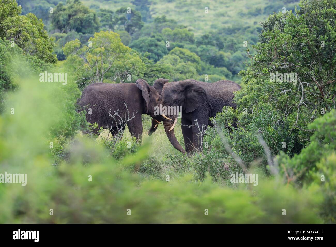 Male and female elephant sharing emotions Stock Photo - Alamy
