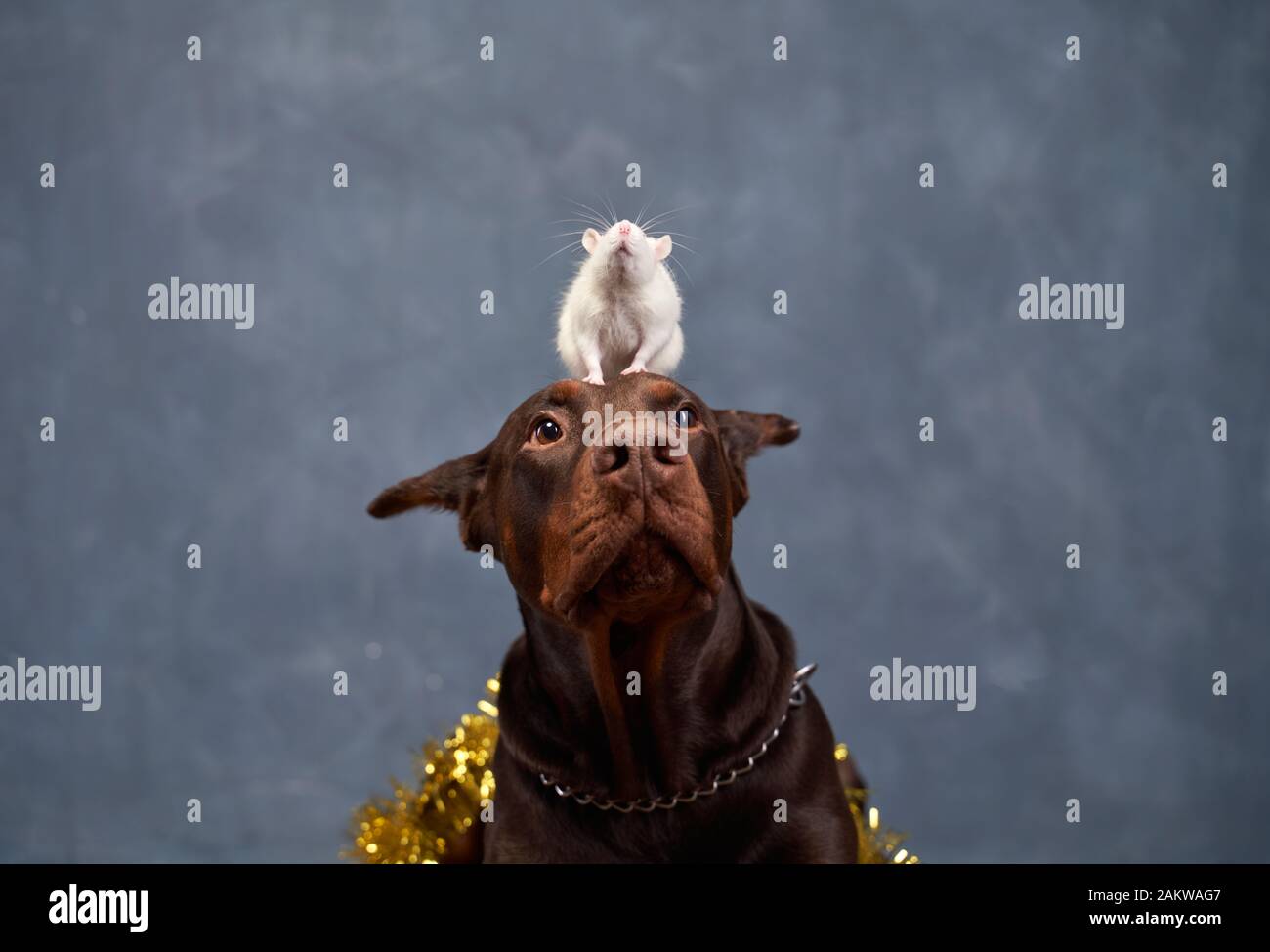 Well mannered hi-res stock photography and images - Alamy