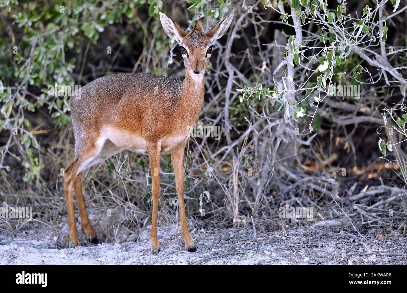 Damara dik dik namibia animal hi-res stock photography and images - Alamy