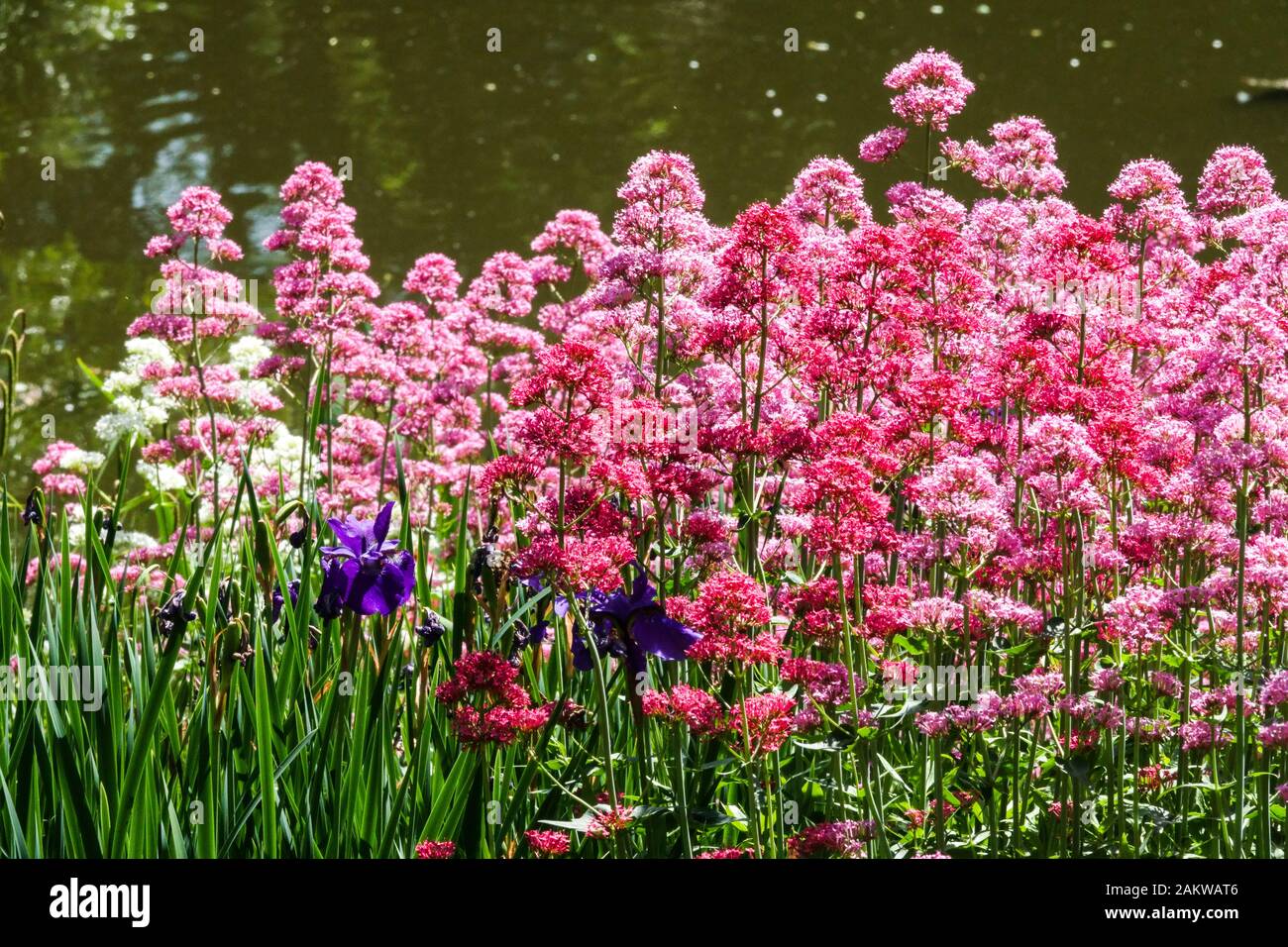 Red valerian Centranthus ruber Growing at Garden pond Pink flowers ...