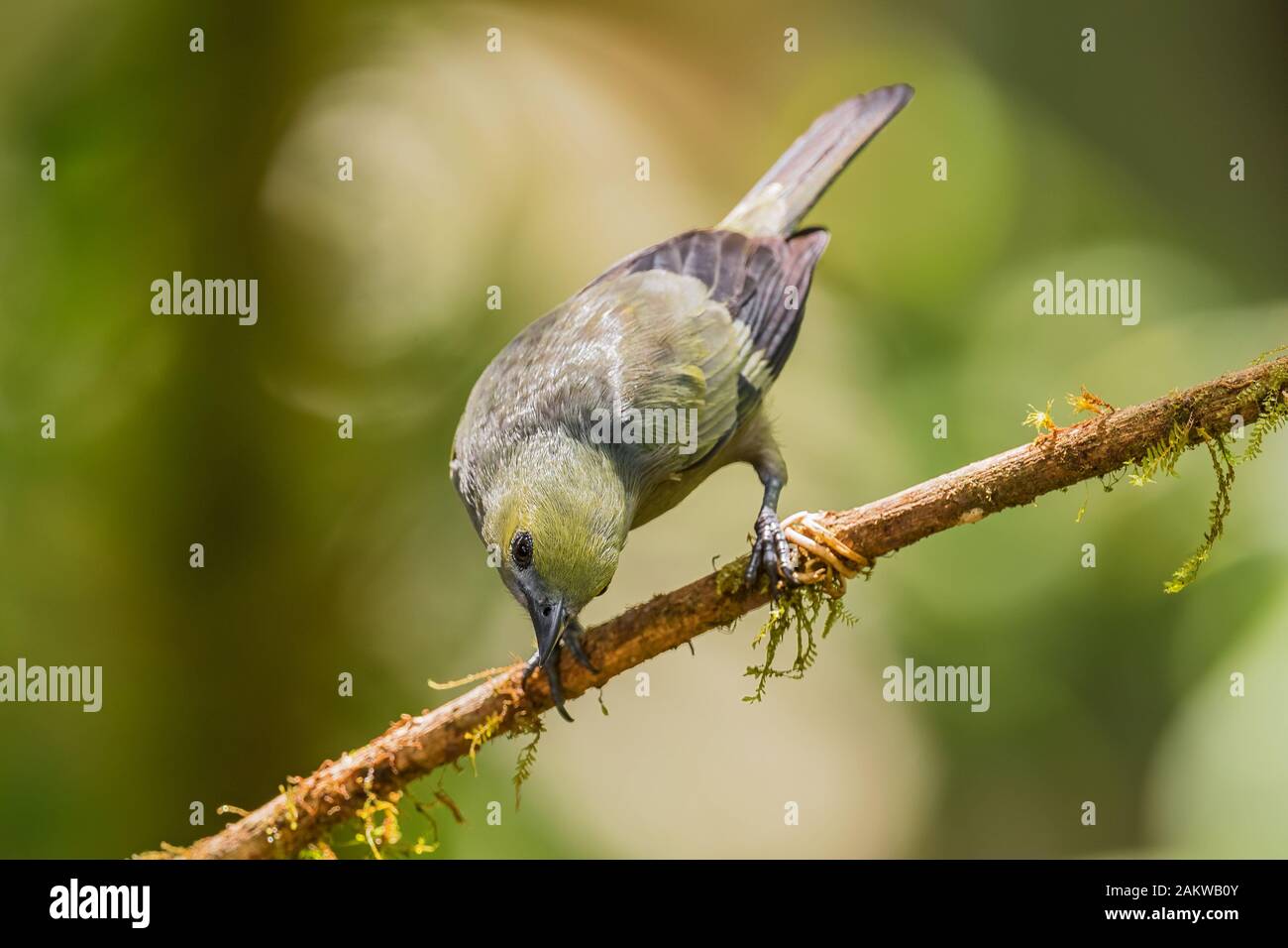 Palm Tanager - Tangara palmarum, gray and yellow tanager from western ...
