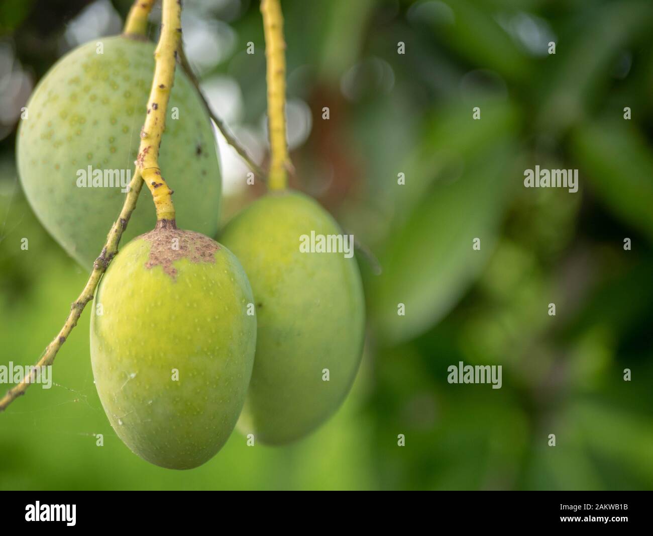 Mangoes hanging on the tree Stock Photo - Alamy