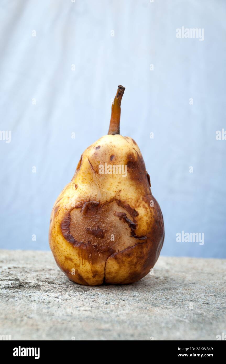 Pear disease hi-res stock photography and images - Alamy
