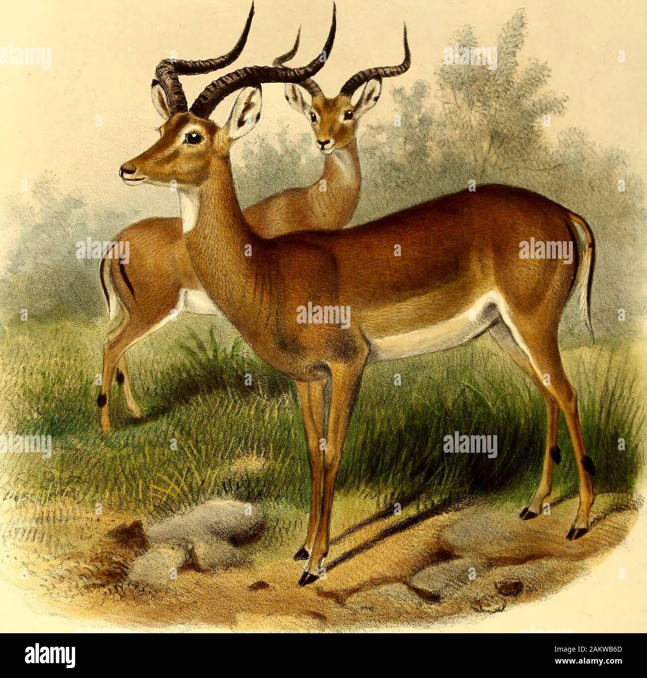 Abnormal horns hi-res stock photography and images - Alamy