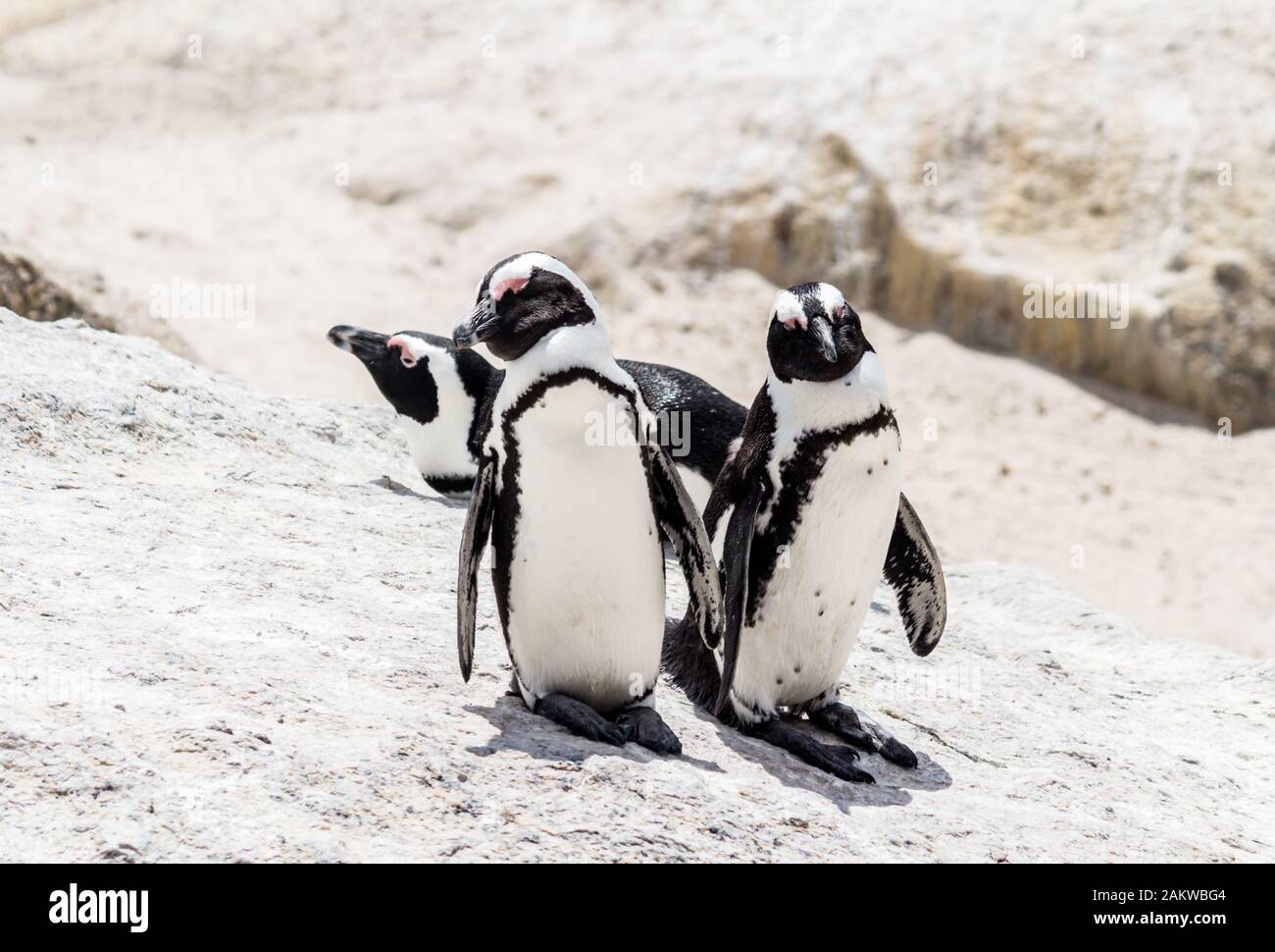 African penguin endangered species hi-res stock photography and images ...