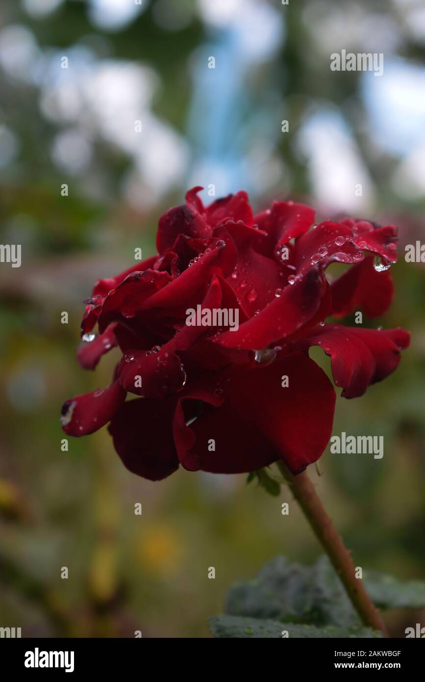 Drops of dew on a rose hi-res stock photography and images - Alamy