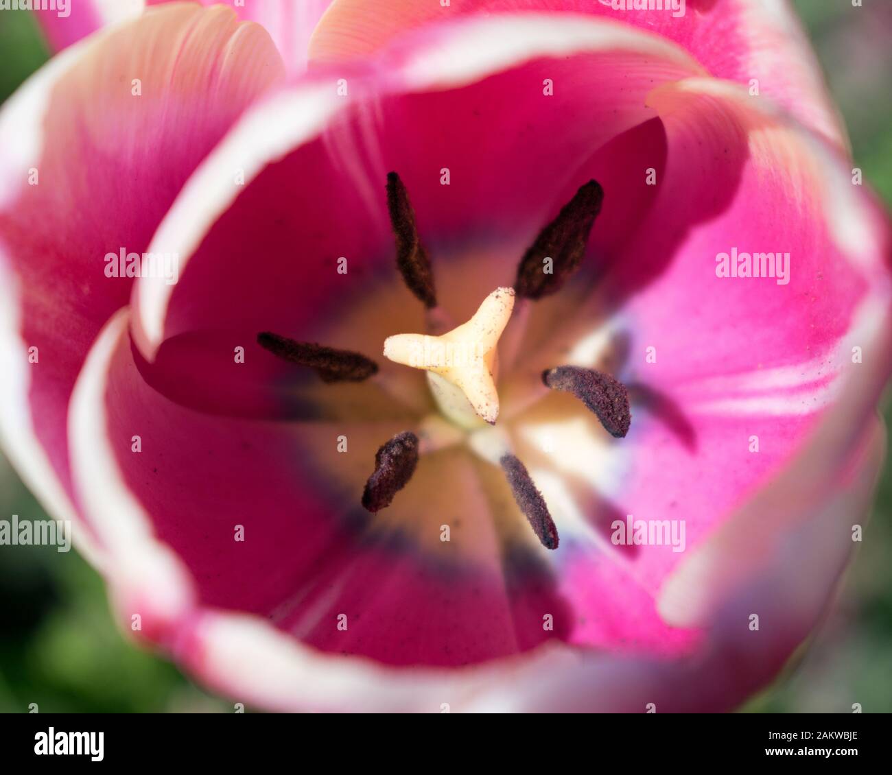 Corolla flower hi-res stock photography and images - Alamy
