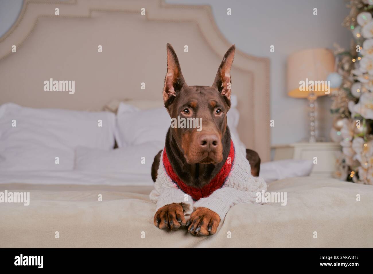 Doberman lying on bed, wearing fashionable sweater Stock Photo - Alamy