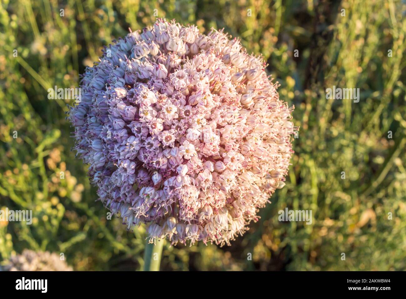 Straw spring onion flower hi-res stock photography and images - Alamy