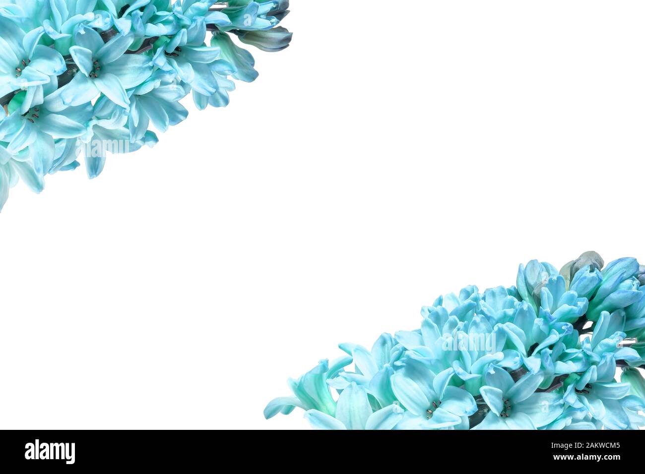 Horizontal frame of blue hyacinth flowers with an isolated white ...
