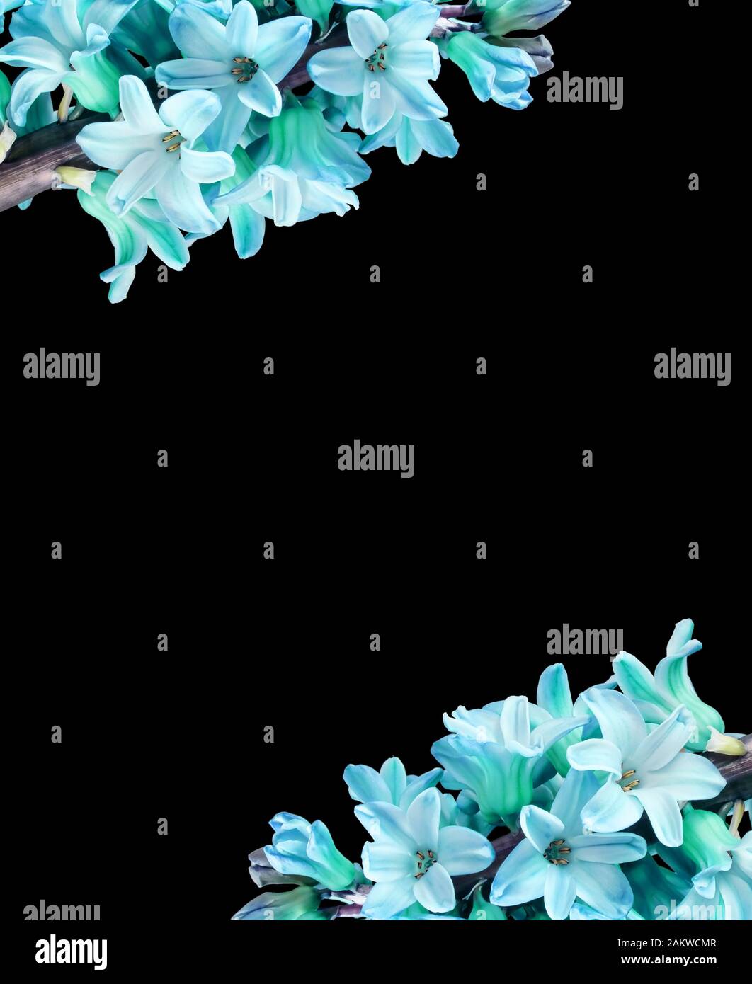 Vertical frame of blue hyacinth flowers with an isolated black ...