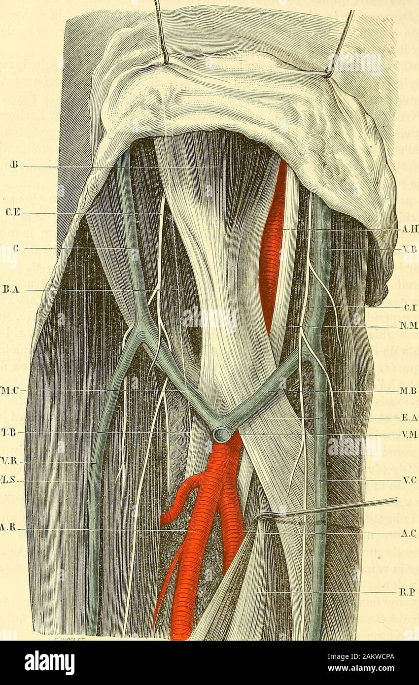 Muscle antérieur du bras hi-res stock photography and images - Alamy