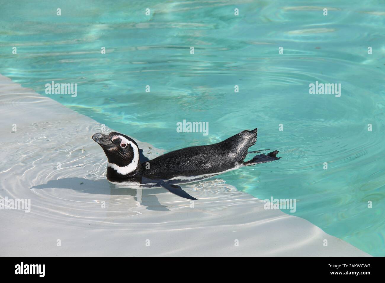 A magellanic penguin hi-res stock photography and images - Alamy