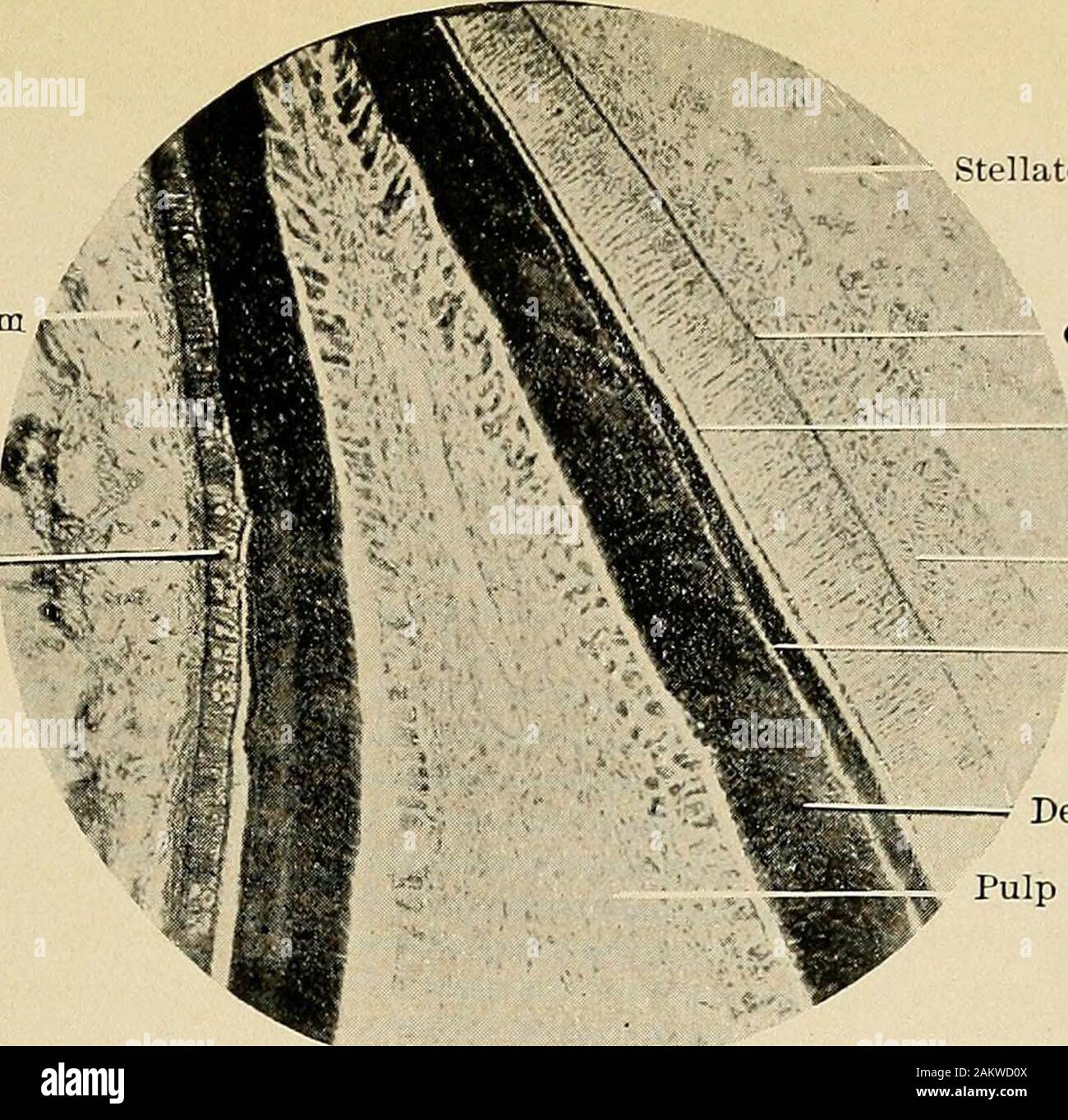 Micrographs hi-res stock photography and images - Alamy
