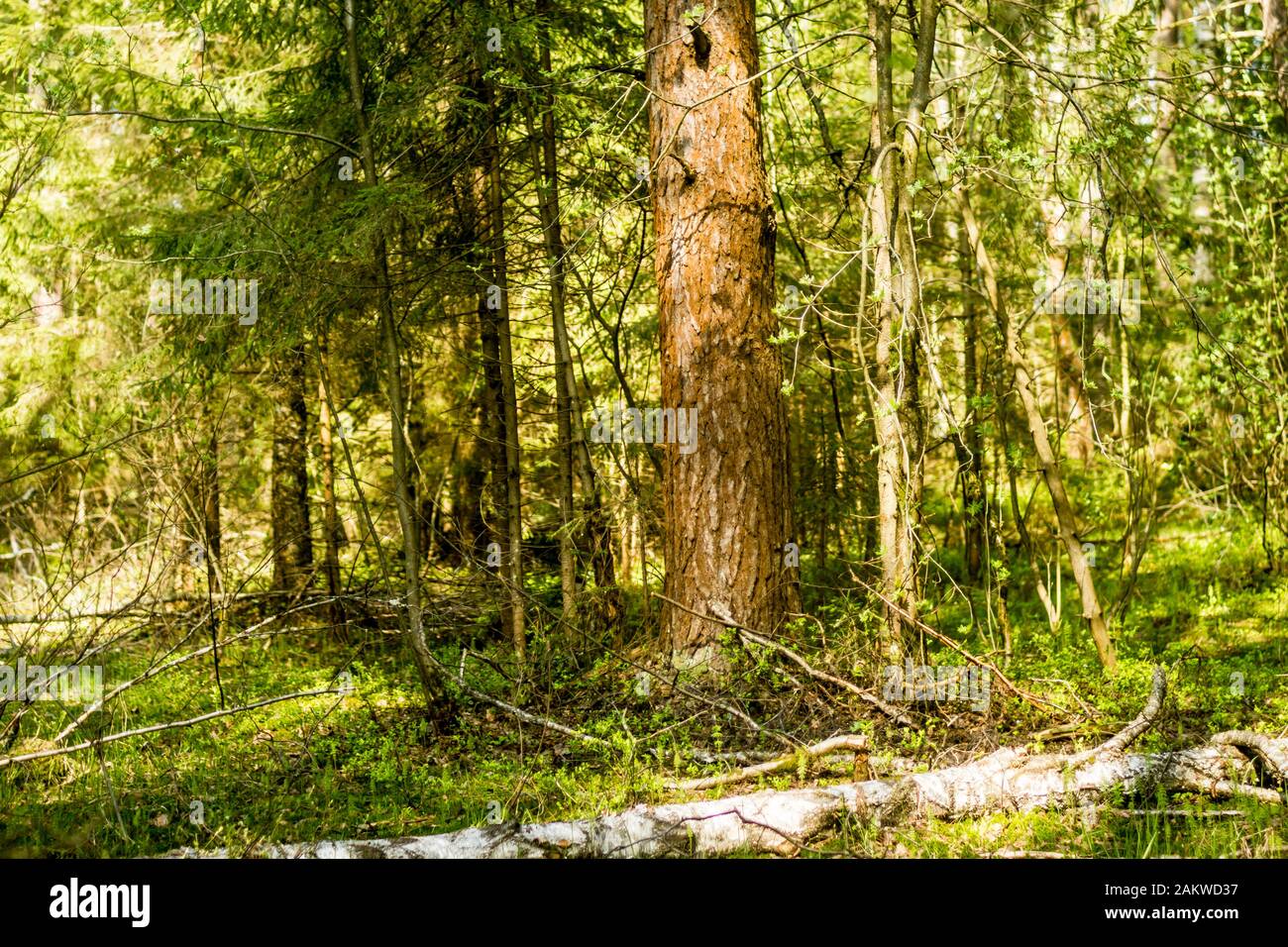 Spring taiga. Mixed forest of spruce and deciduous trees. Good ...