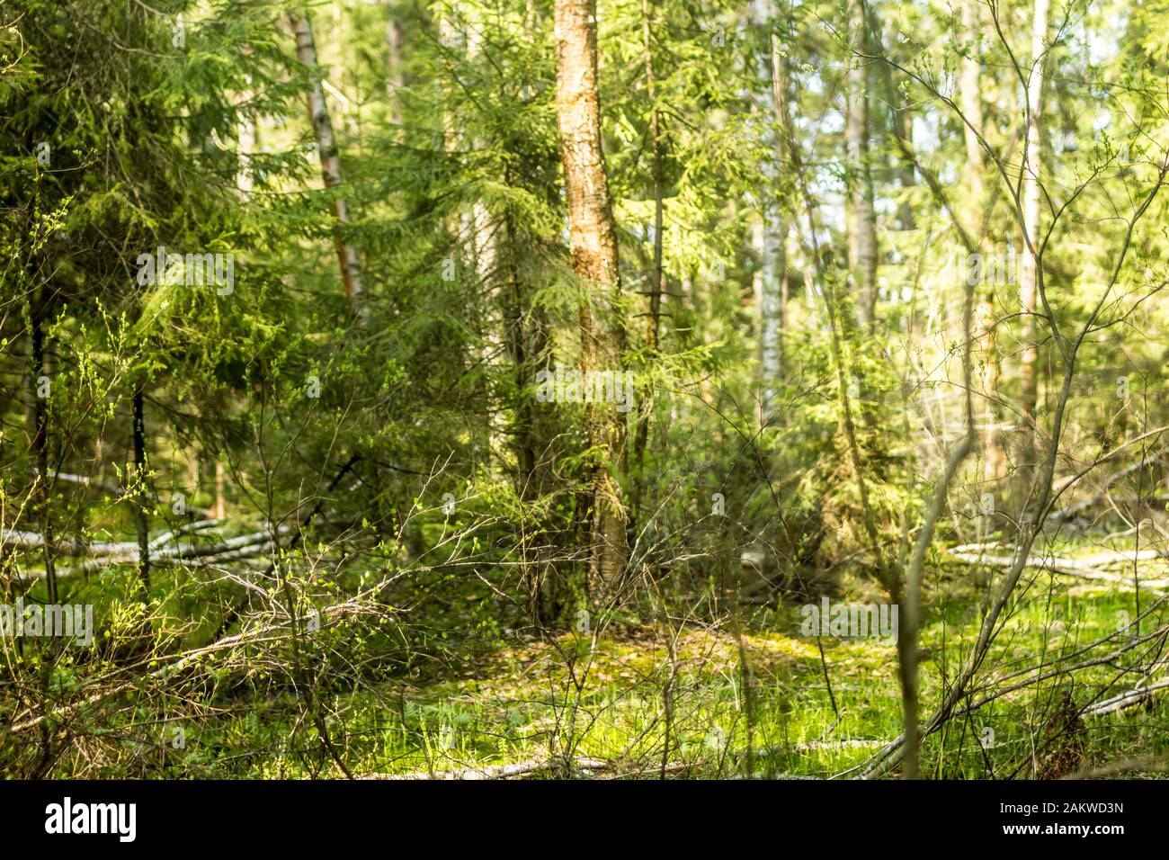 Spring taiga lit by the sun. Mixed forest of spruce and deciduous trees ...
