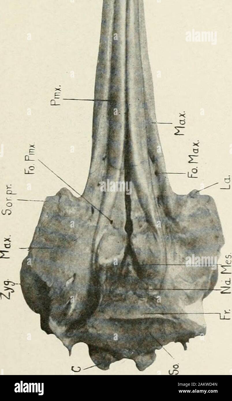 Proceedings of the United States National Museum . ond rib, right side ...