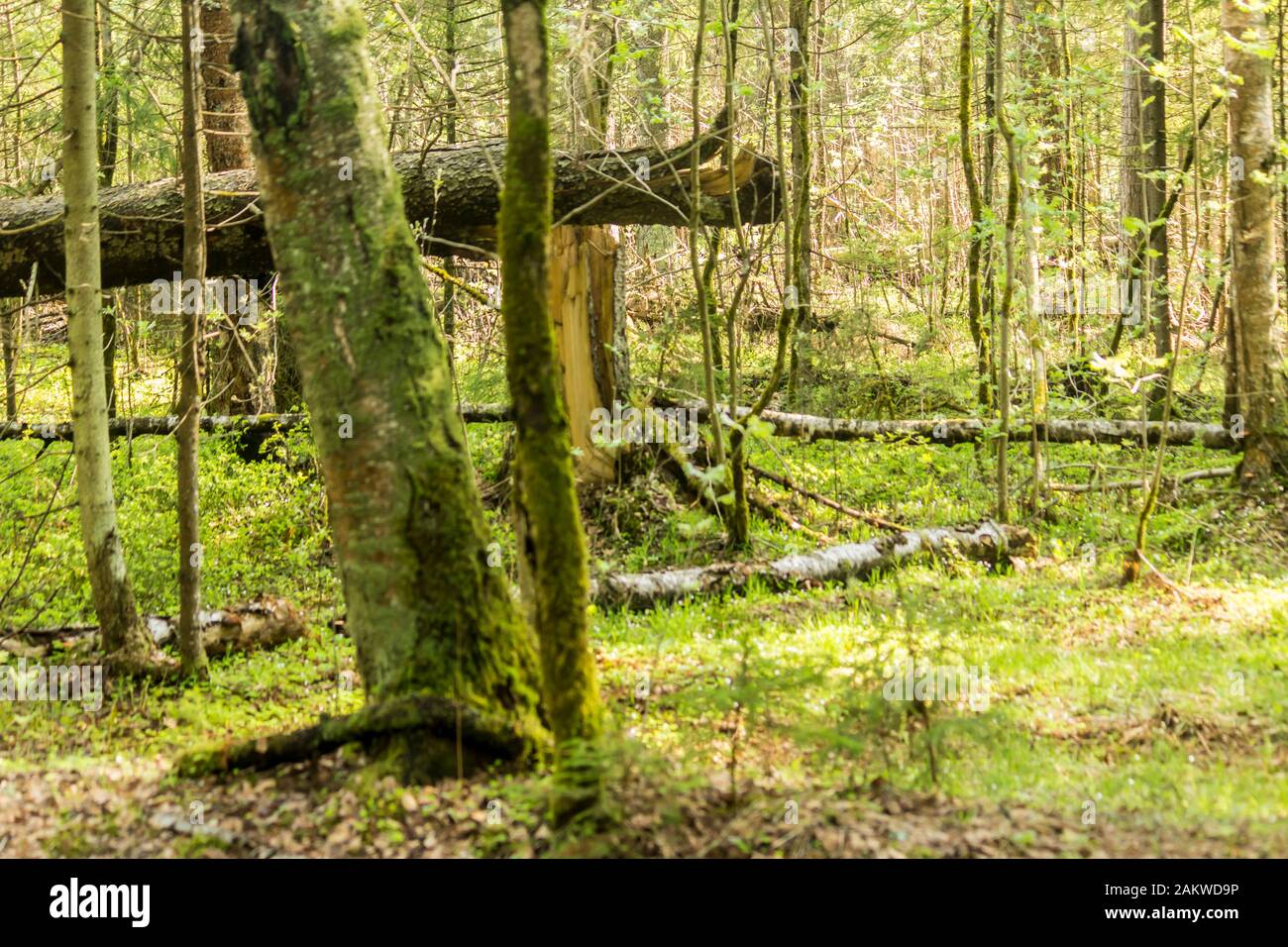 Spring taiga. Felled by the wind trees. Stump and trunk of spruce. Good ...