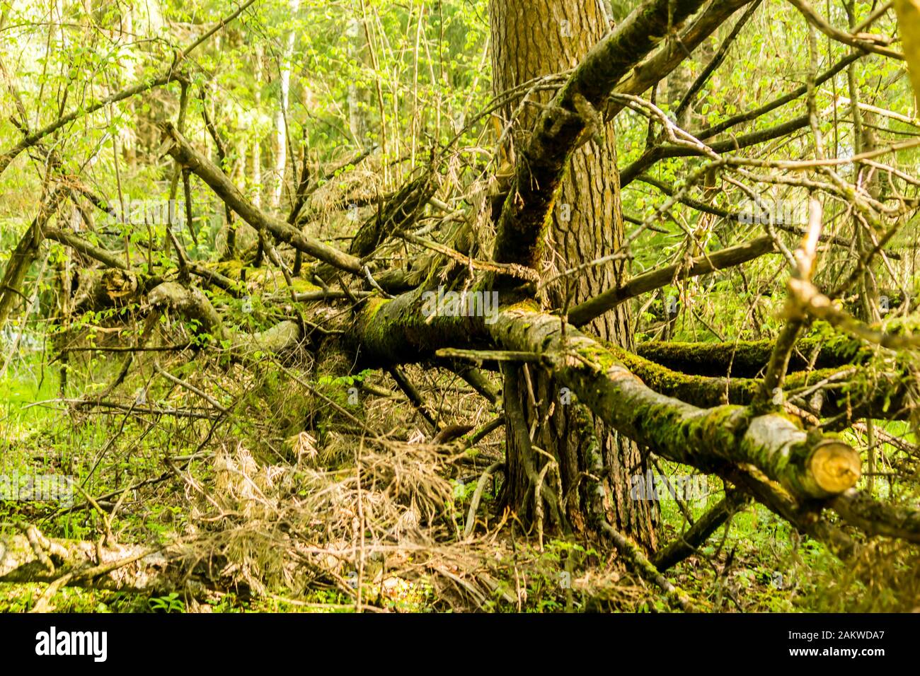 Spring taiga. Felled by the wind trees. A good background for a site ...