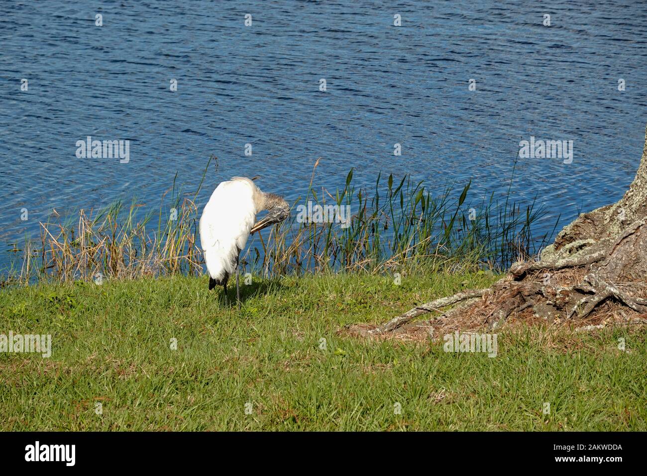 Tropical habitats hi-res stock photography and images - Alamy