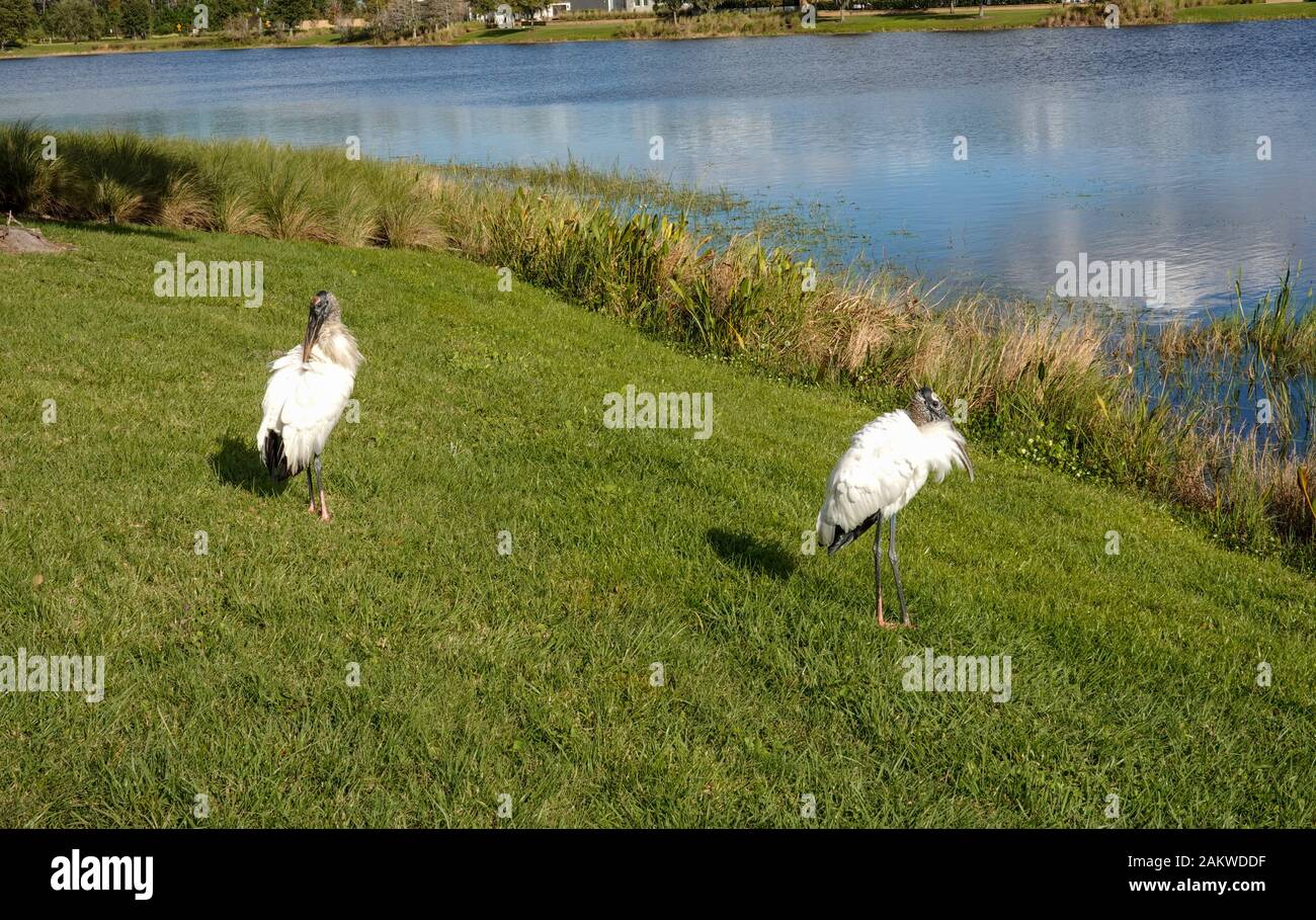 Tropical habitats hi-res stock photography and images - Alamy