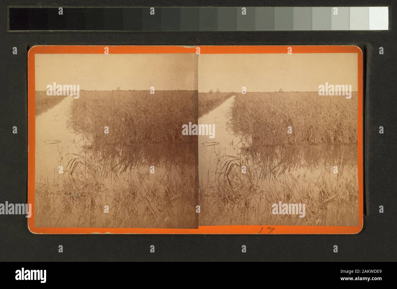 Rice field Rice field.; Rice field Stock Photo - Alamy