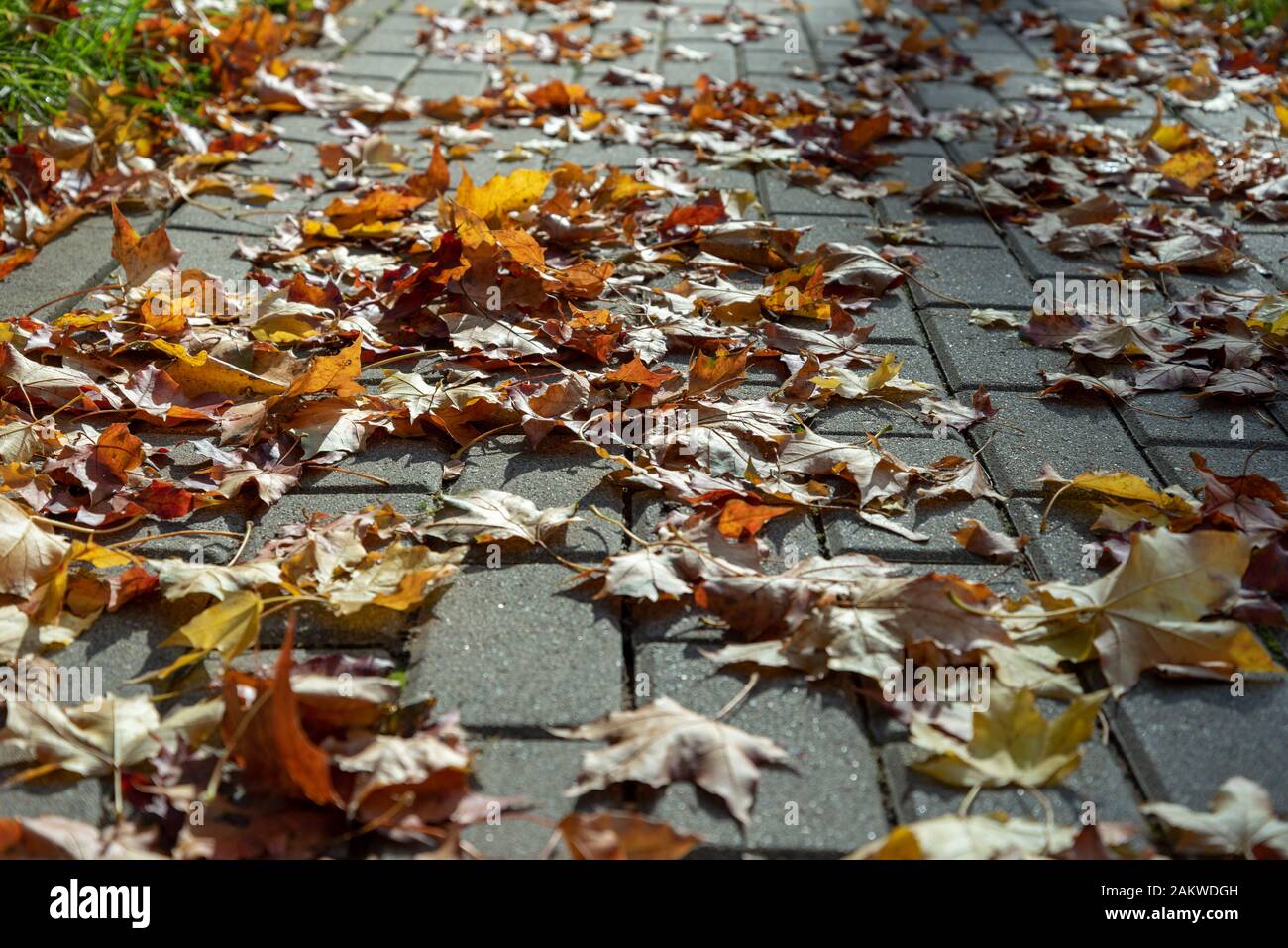 Group of maple leafs on a path Stock Photo - Alamy