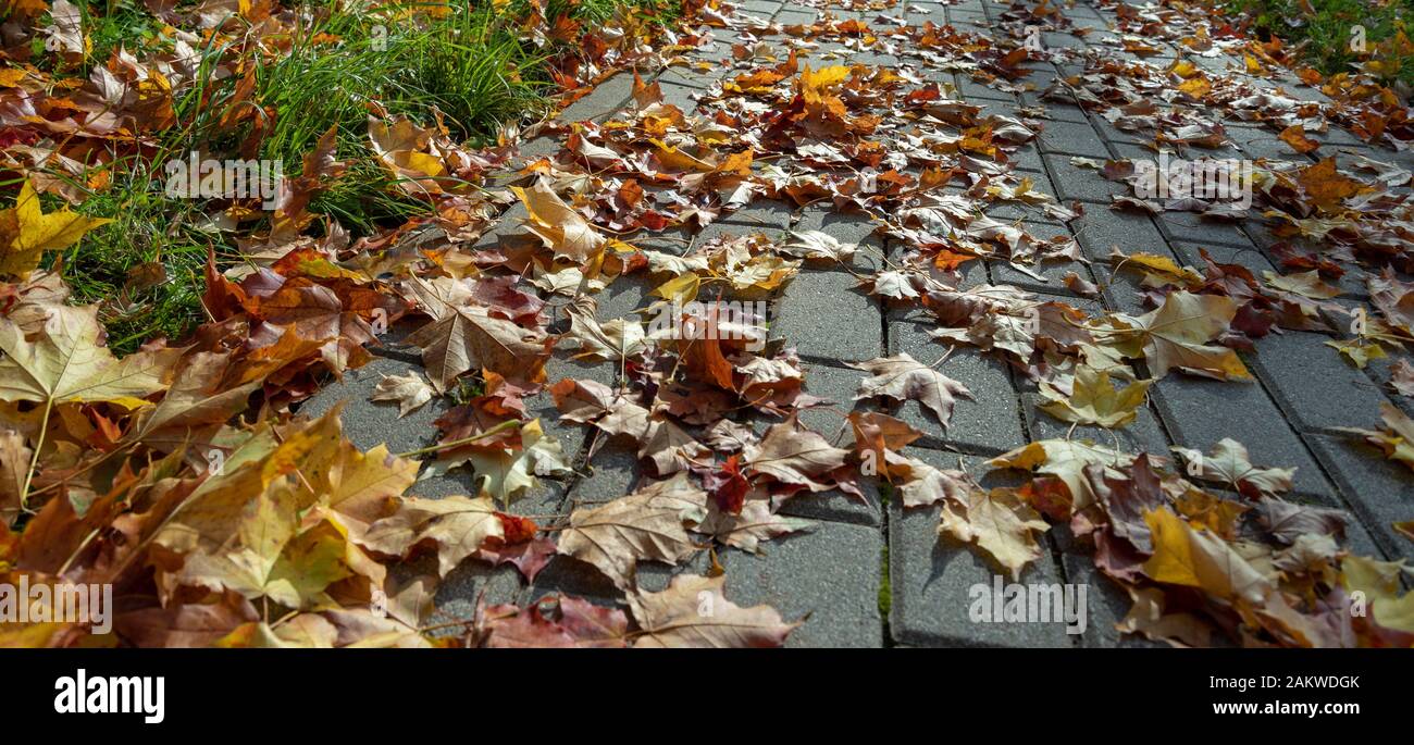 Group of maple leafs on a path Stock Photo - Alamy