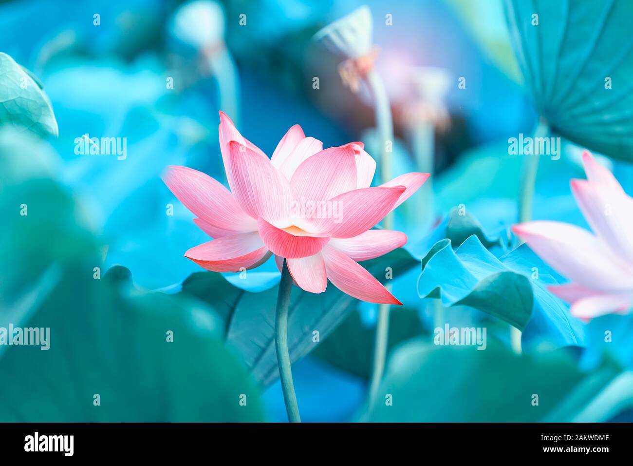 Giant lotus flower hi-res stock photography and images - Alamy