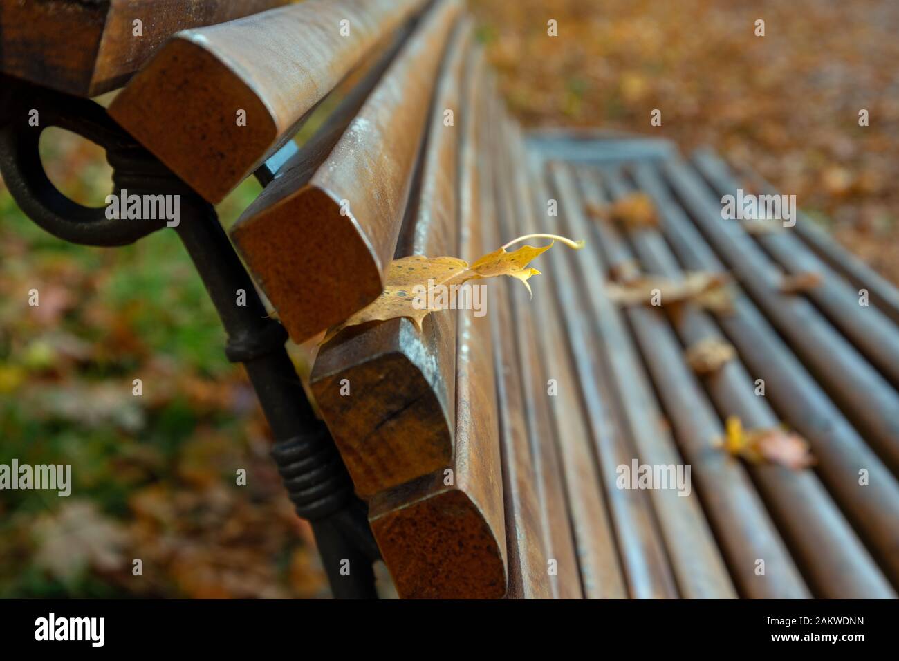 Wooden bench with maple leafs in a park Stock Photo - Alamy