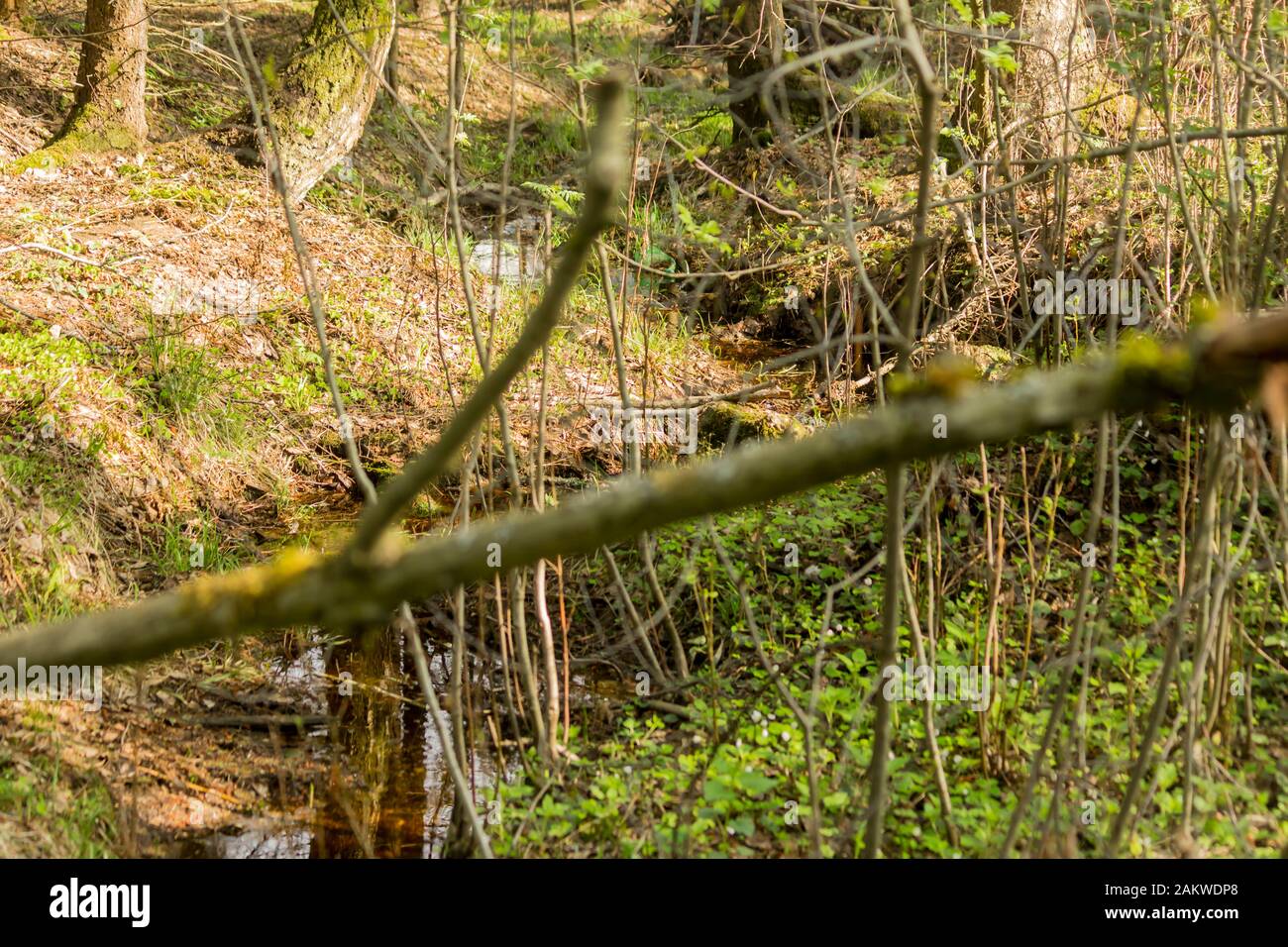 Spring taiga. A small stream flows among firs and pines. A good ...