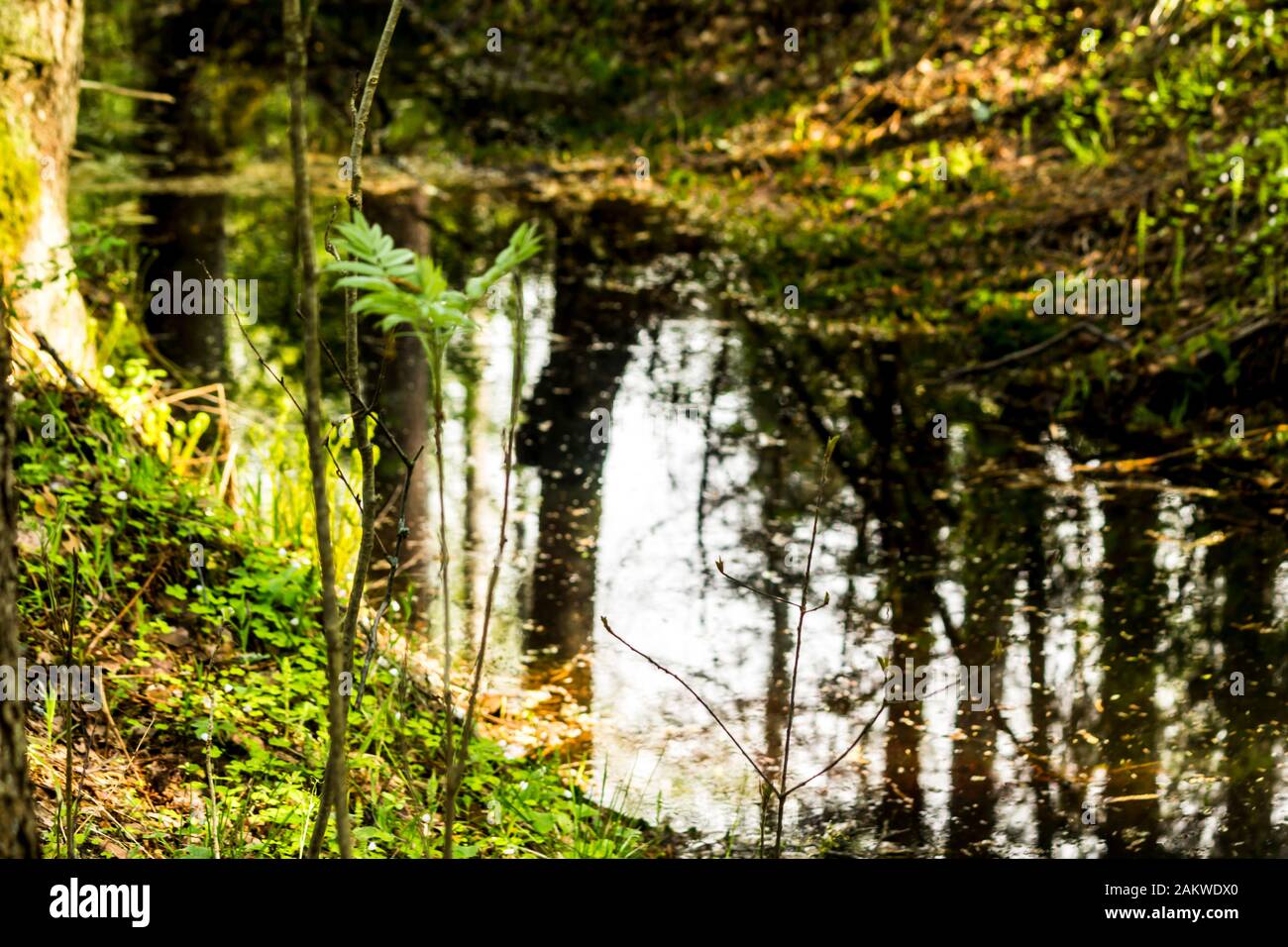 Spring taiga. Reflection of trees in the water of a stream. A good ...