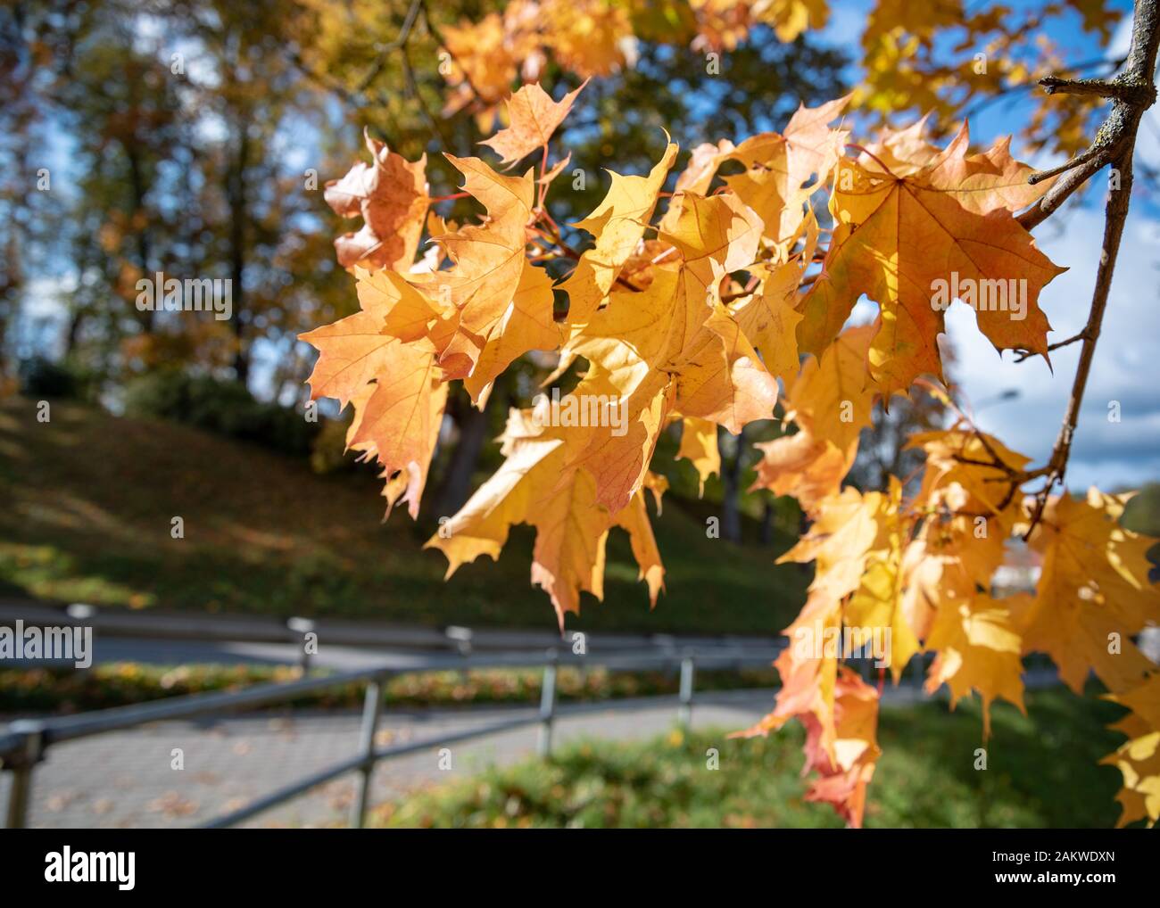 Gold maple tree at the road from a hill Stock Photo - Alamy