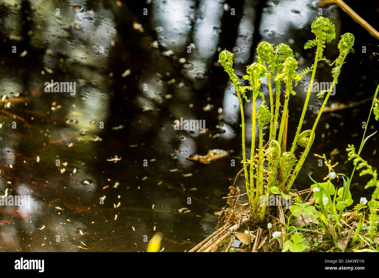 Spring taiga. Young shoots of fern on the bank of a stream. A good ...