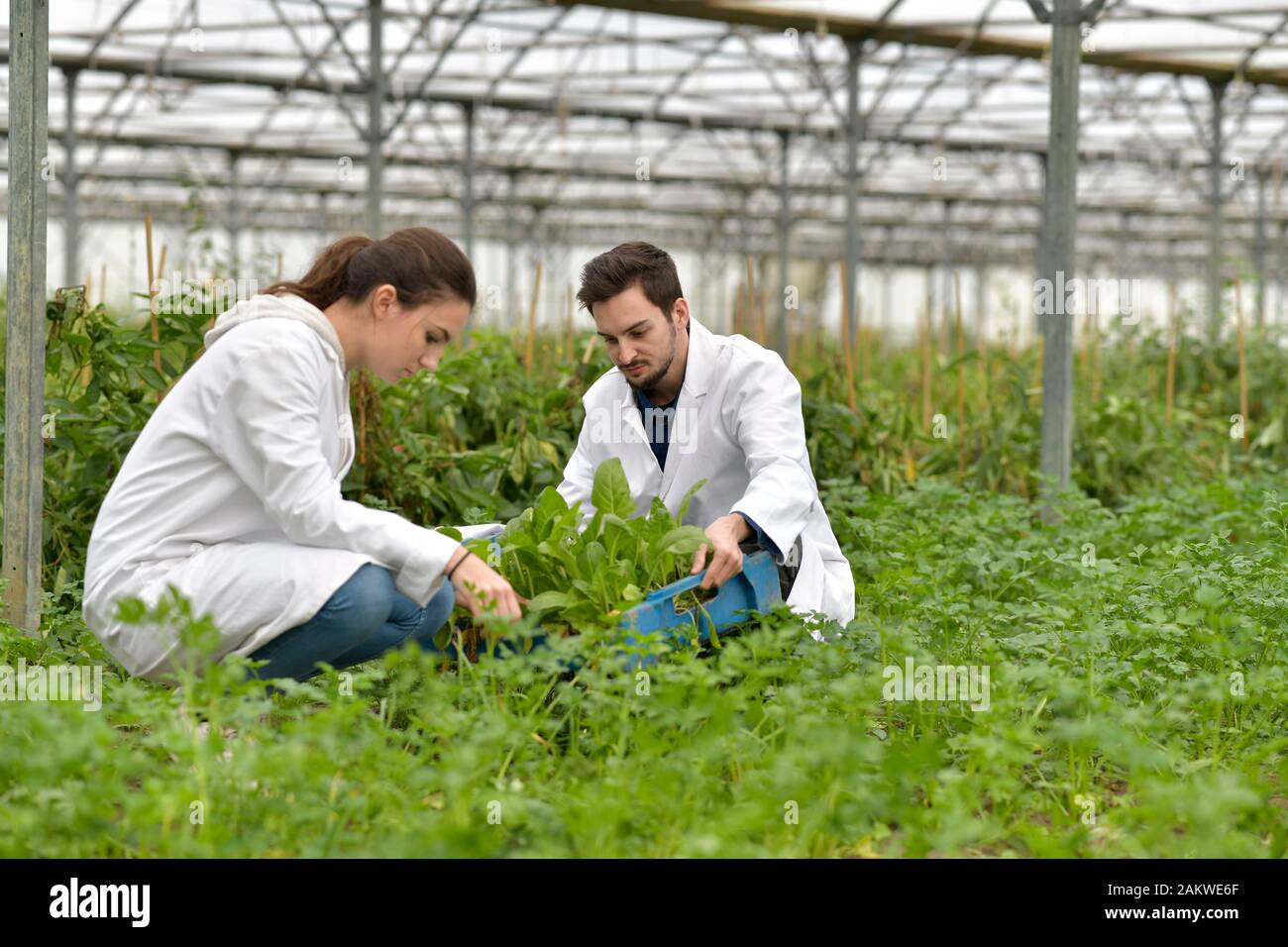 Apprentice in greenhouse checking plants Stock Photo - Alamy