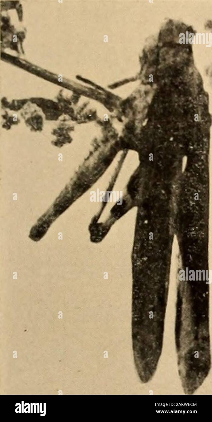 Dead trees moths hi-res stock photography and images - Alamy