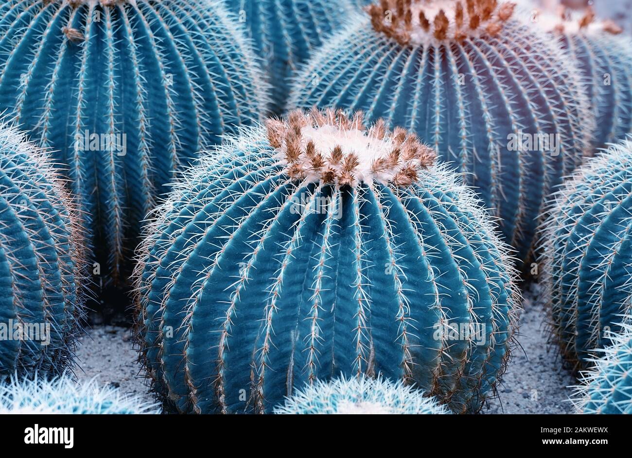 cactus in a botanical garden Stock Photo - Alamy