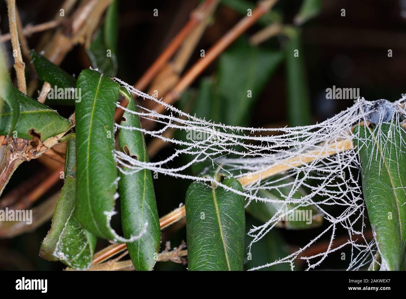 Spiders in the garden in Germany with net and taken as macro in best ...