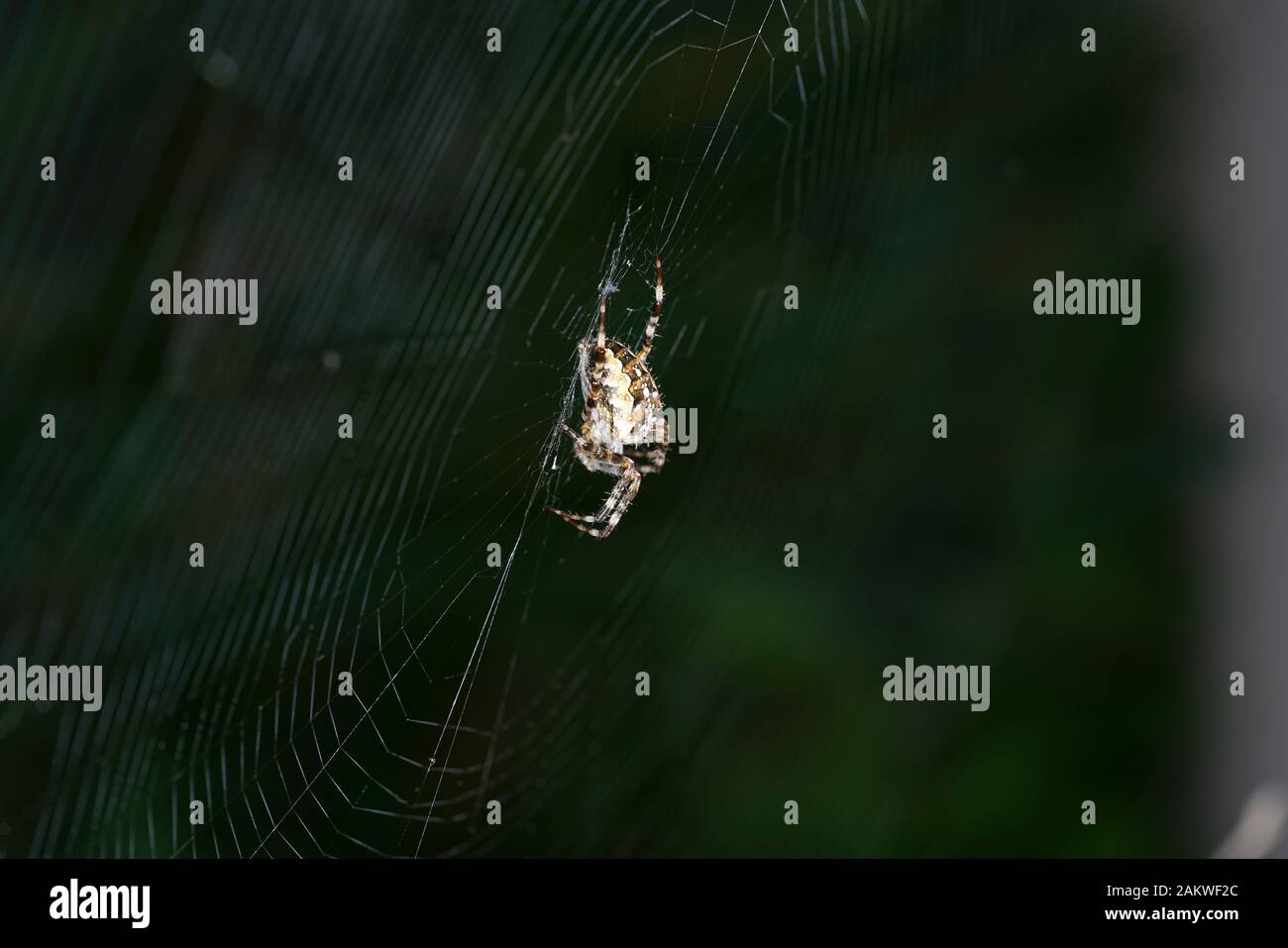 Spiders in the garden in Germany with net and taken as macro in best ...
