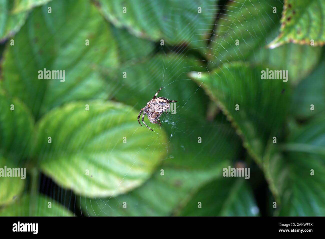 Spiders in the garden in Germany with net and taken as macro in best ...