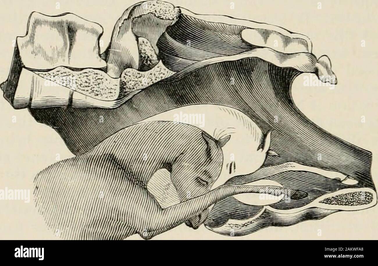 Tokia hi-res stock photography and images - Alamy