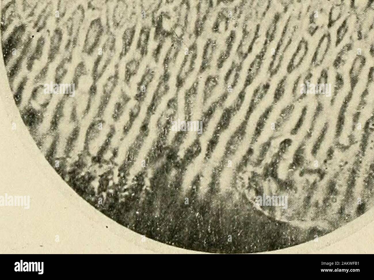 Principles and practice of operative dentistry . Fig. 139.—Developing ...