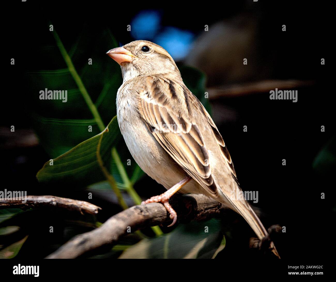 Indian sparrow hi-res stock photography and images - Alamy