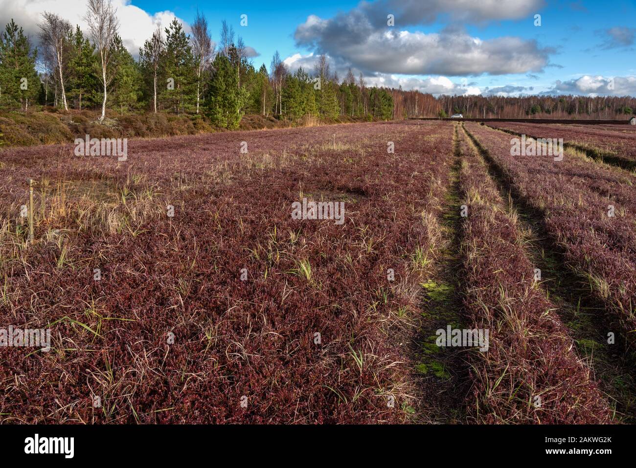 Cultivated cranberries hi-res stock photography and images - Alamy