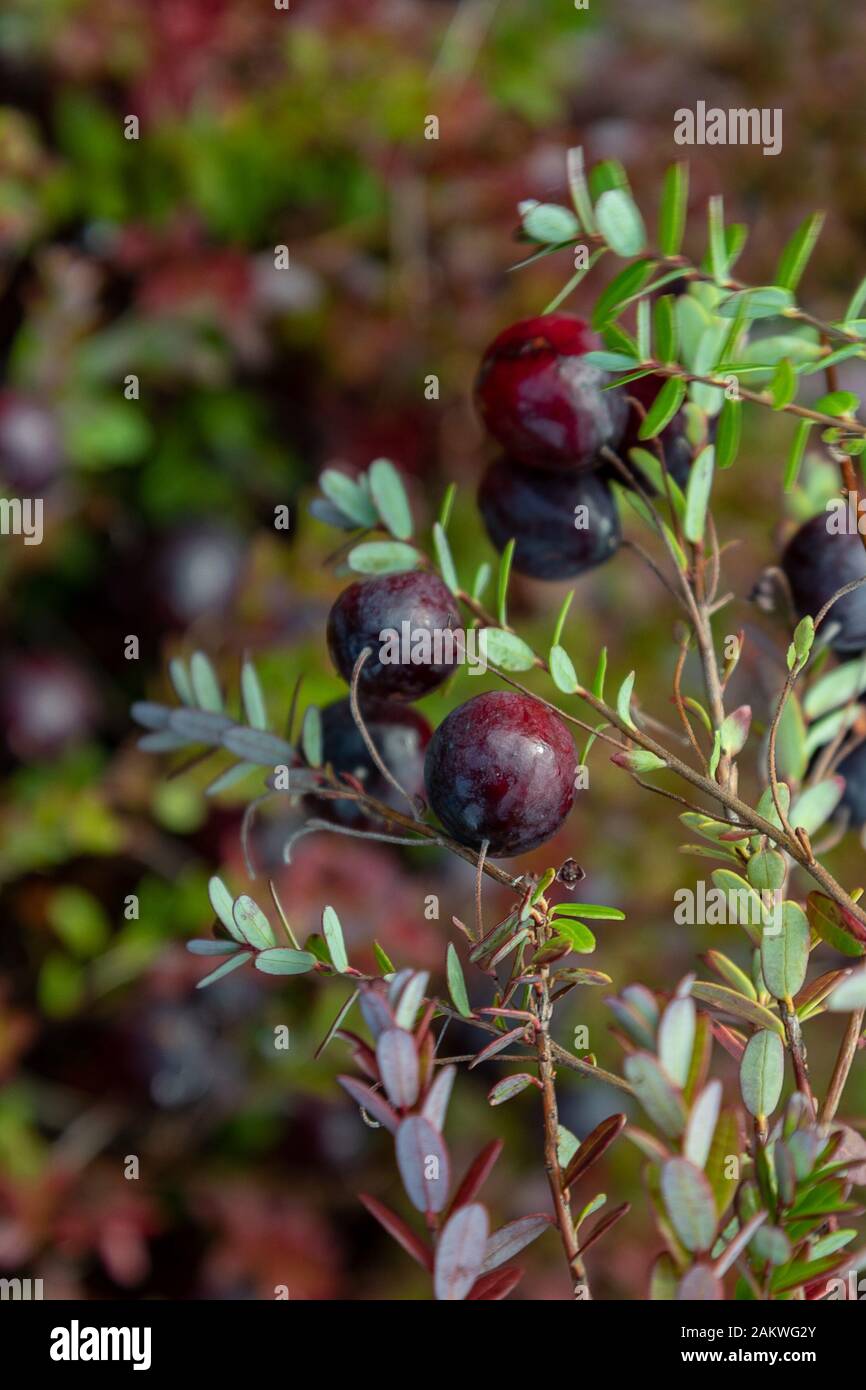 Ready big cranberries on a field Stock Photo - Alamy